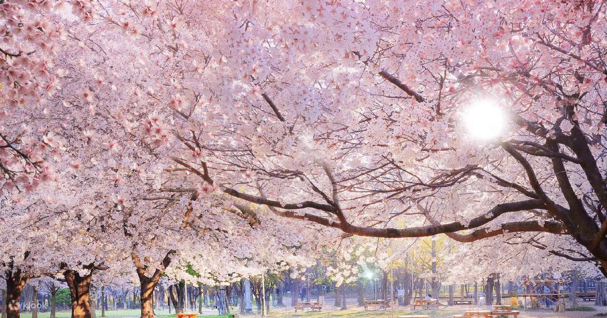 Tur Berburu Bunga Sakura dari Seoul - Klook Indonesia